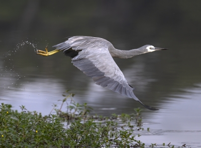 Hornsby Heights Camera Club