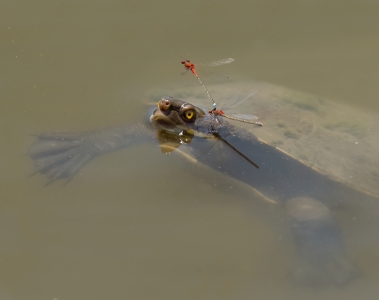 Hornsby Heights Camera Club