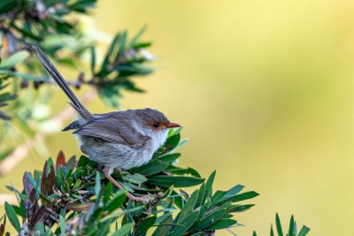 Aspley Camera Club Inc