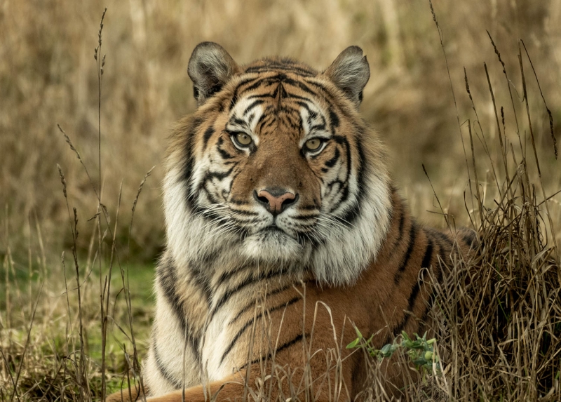 Tiger in watchful pose
