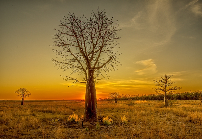 Boab at Sunset