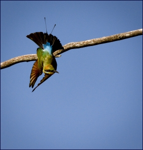 Peninsula Camera Club